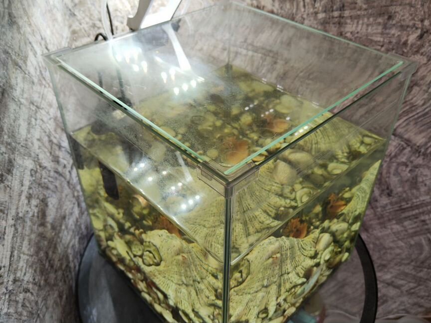 Креветочник