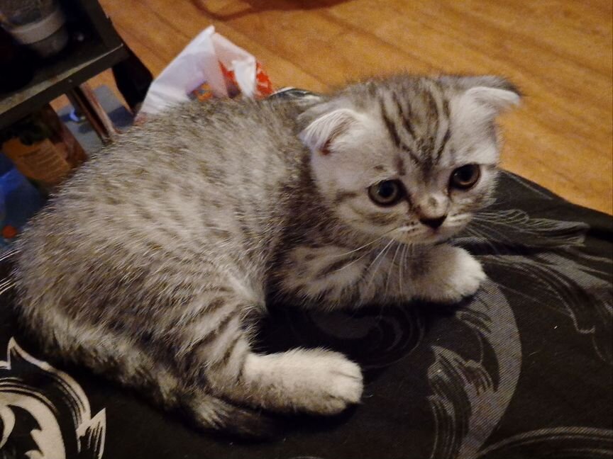 Шотландская вислоухая