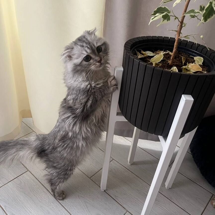 Котенок милота