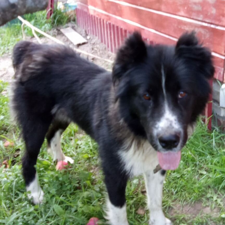 Собака в добрые руки алабай