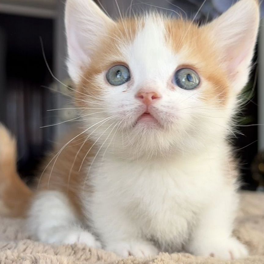 Манчкин котёнок