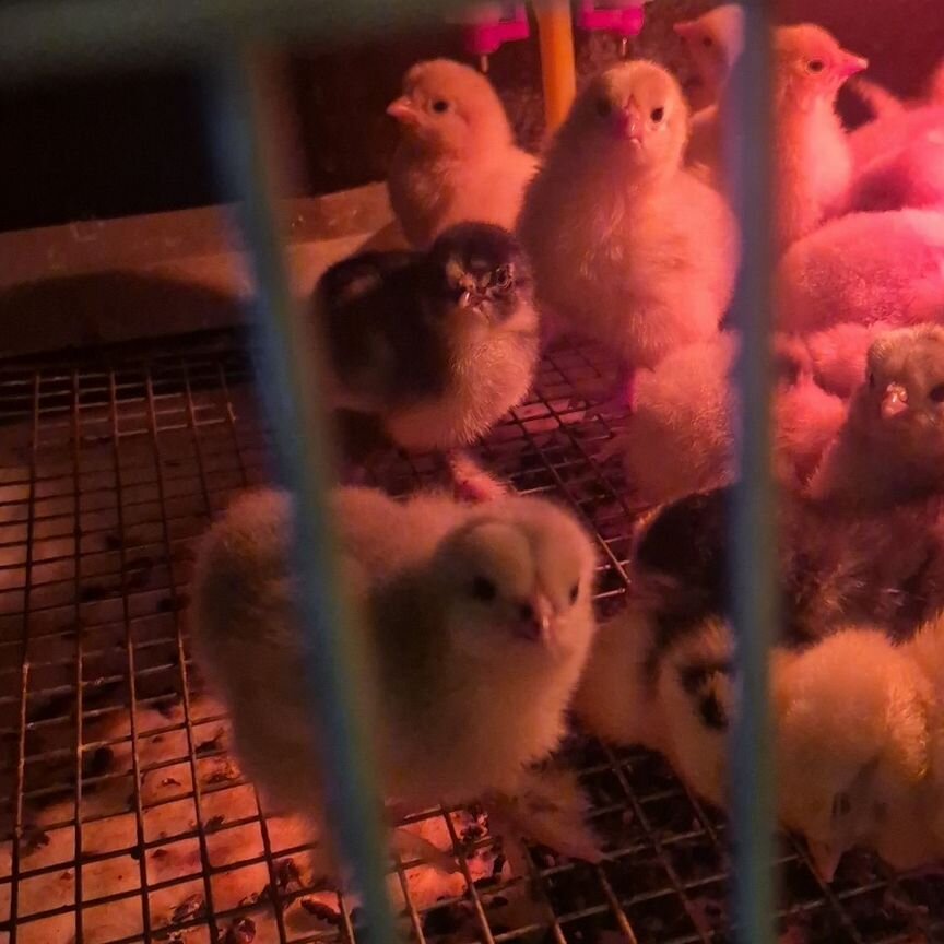 Суточные цыплята брама