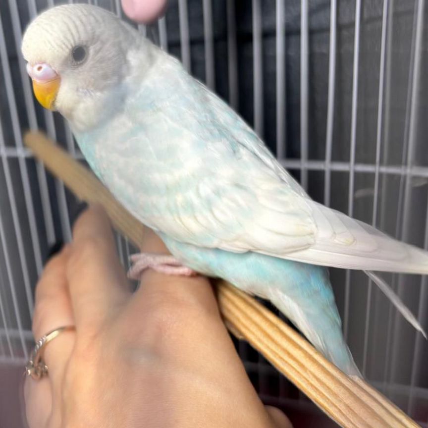 Волнистый попугай.Птенцы из гнезда(девочки)