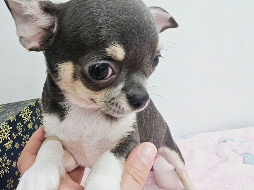 Чихуахуа нарядный мальчуган