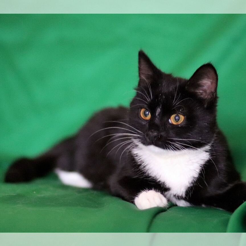 Отдам кота в добрые руки бесплатно