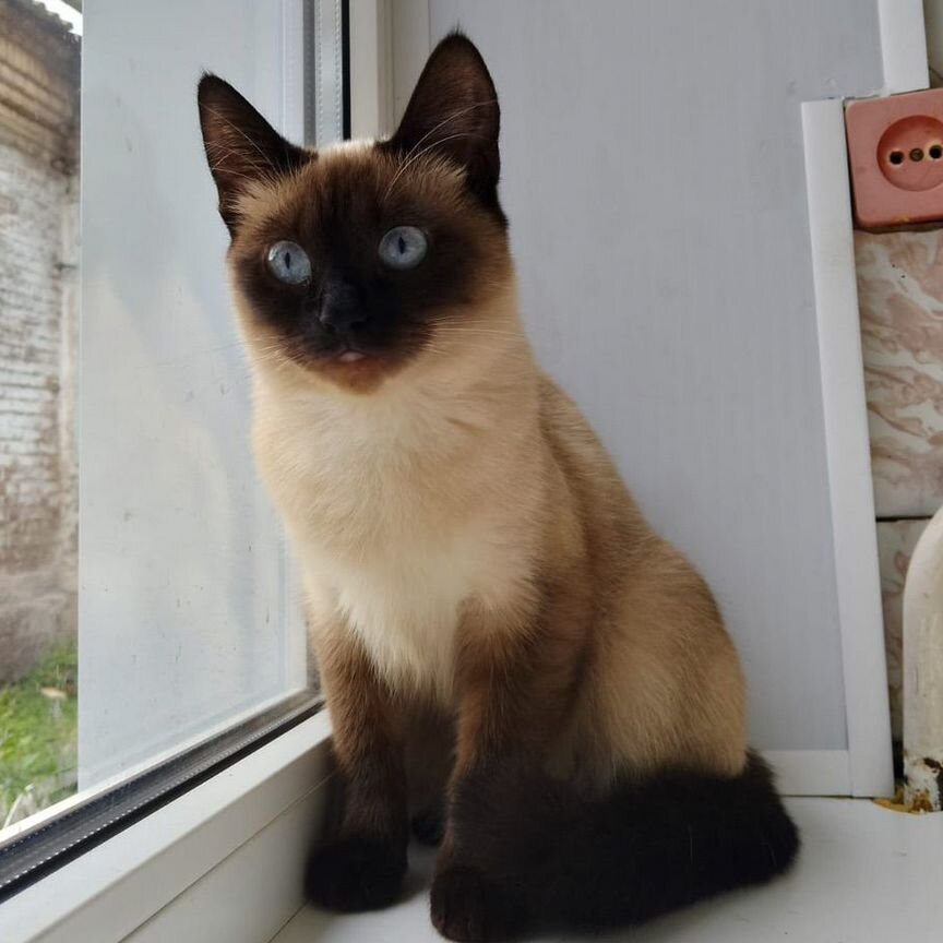 Сиамская кошка в добрые руки