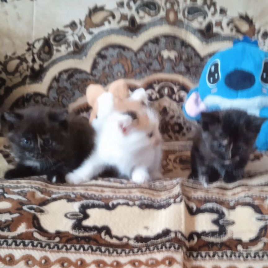 Котята в добрые руки