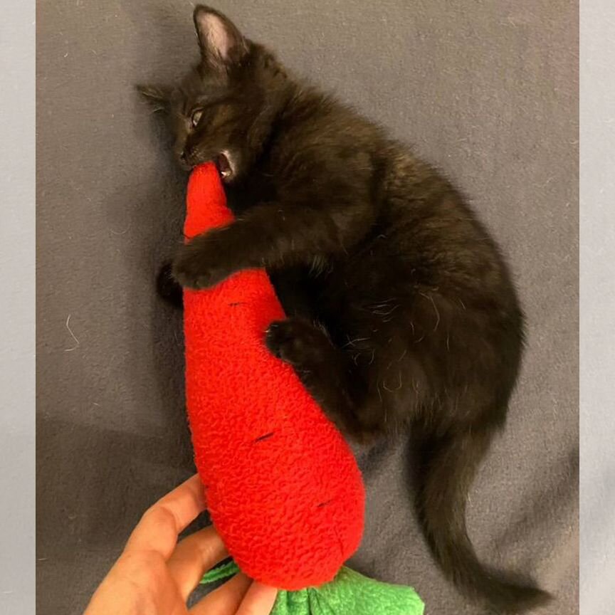 Котёнок в добрые руки