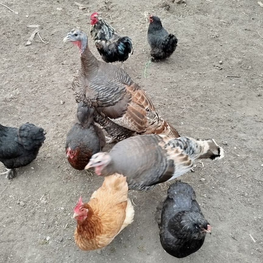 Продам индюшек