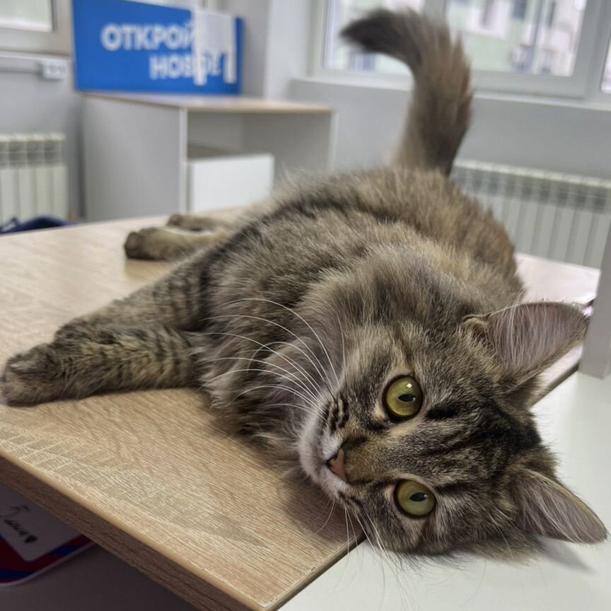 Кошечка сибирская метис