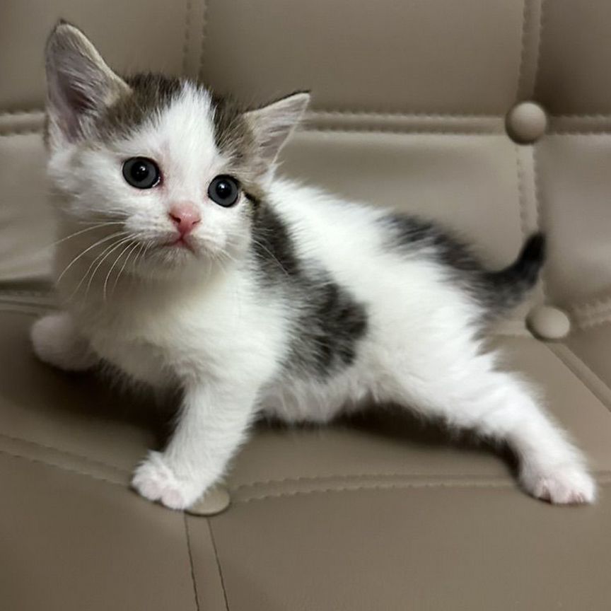 Британский короткошёрстный котёнок