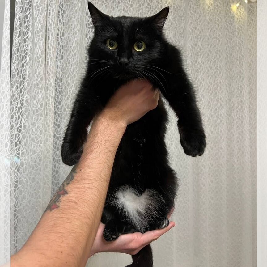 Взрослая, кошка в добрые руки