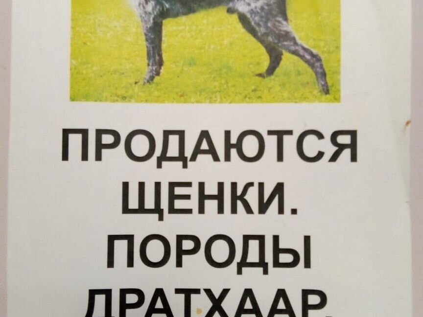 Щенки дратхаара