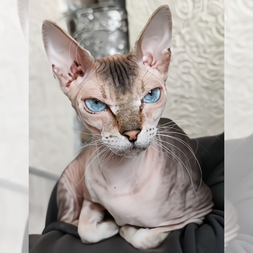 Донской сфинкс котёнок