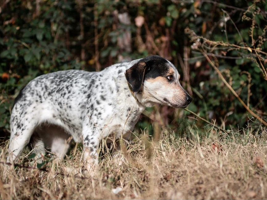 Собака в добрые руки отдам бесплатно