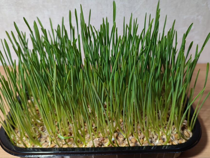 Трава для кошек, собак, кроликов, морских свинок