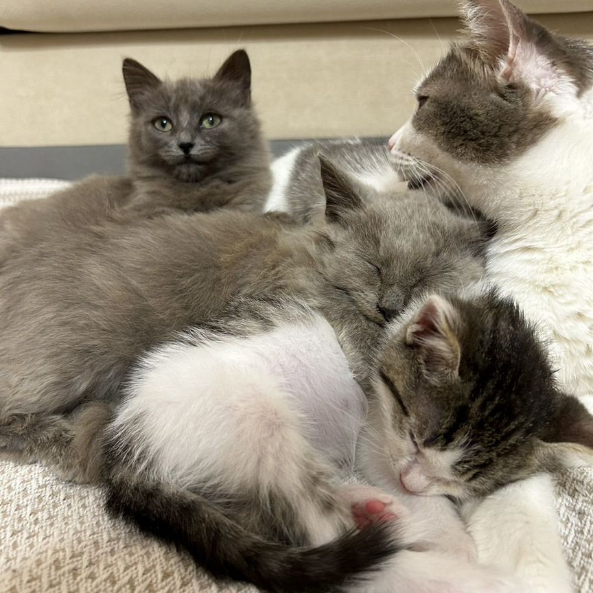 Добрые котята в добрые руки