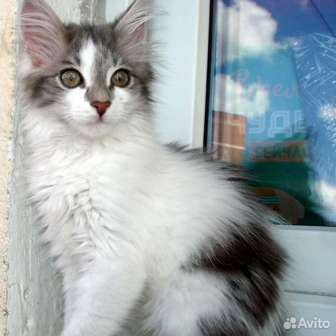 Пушистый светлый котенок девочка в добрые руки