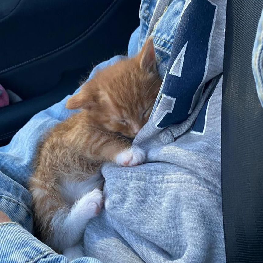 Рыжий котенок мальчик