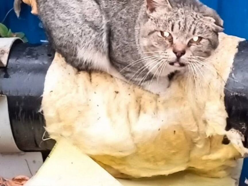 Кот погибает на улице. Нужна передержка, лечение