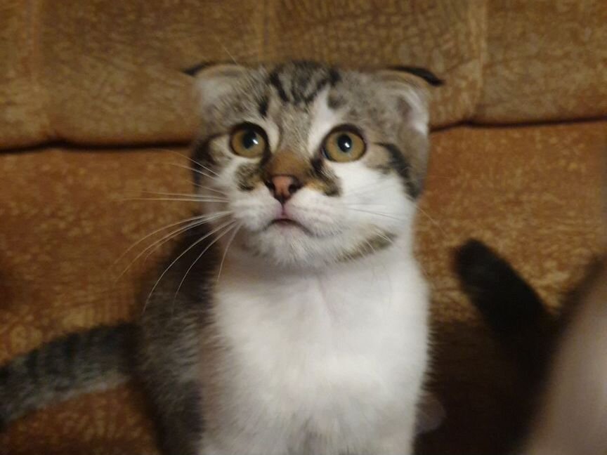 Котята шотландской вислоухой