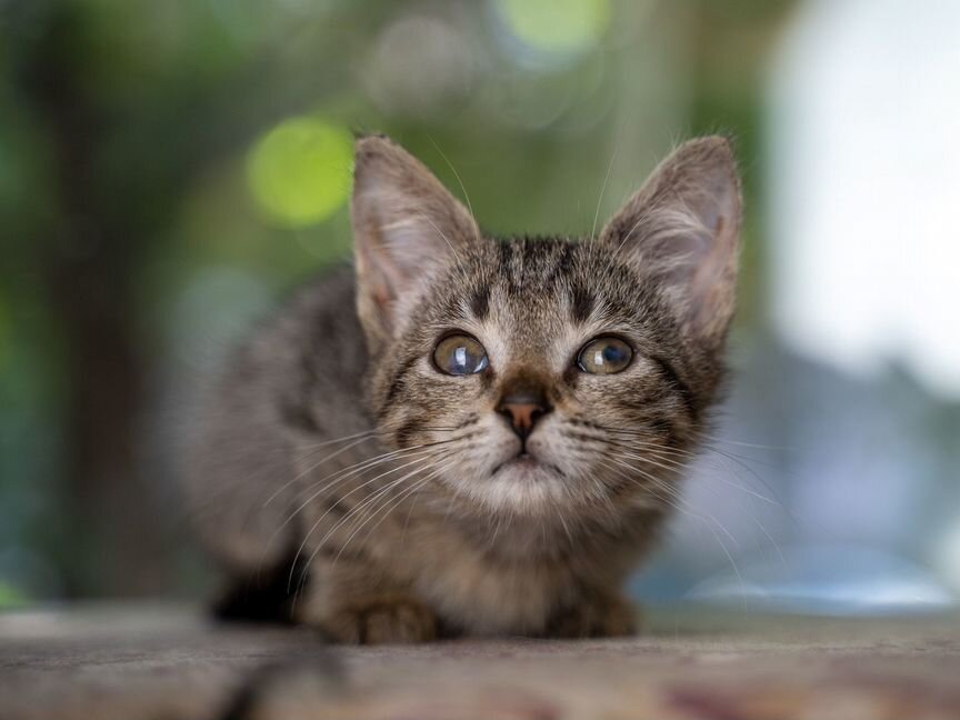 Котёнок в добрые руки