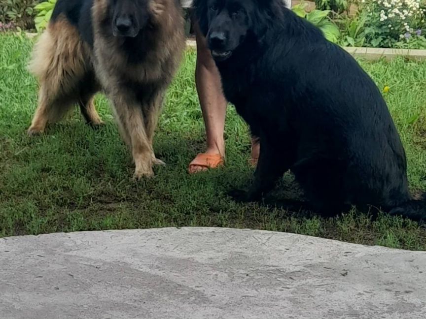 Щенки немецкой овчарки