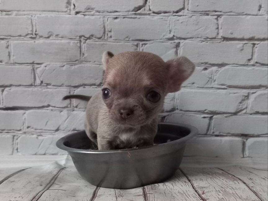 Чихуахуа г/ш мини девочки