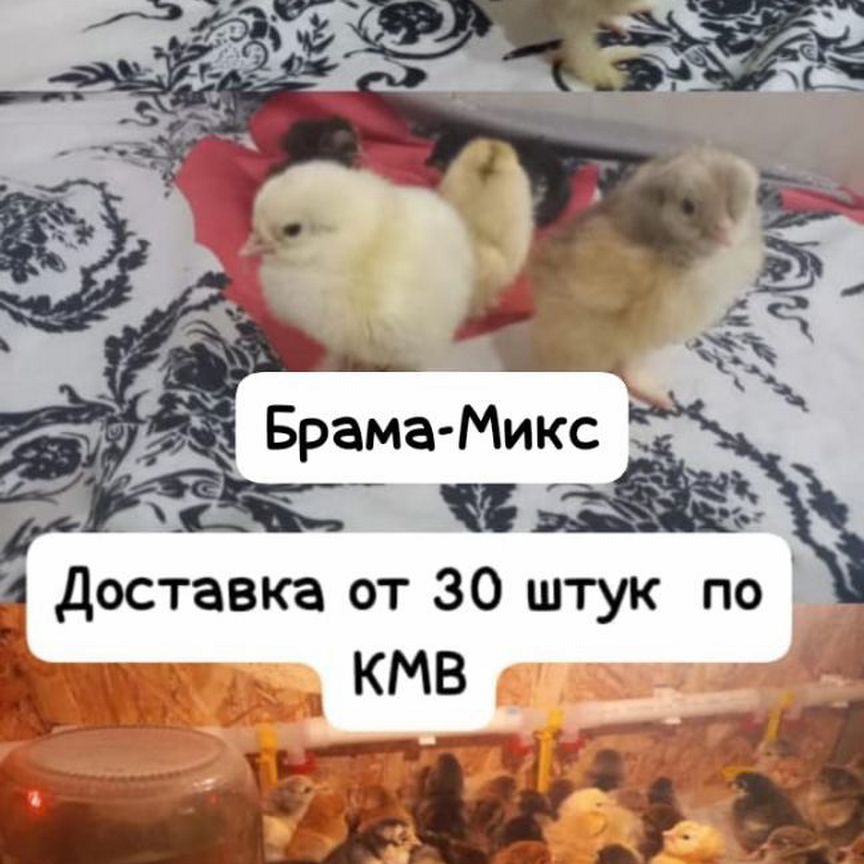 Цыплята суточные брама микс.170р.сутки.  5руб