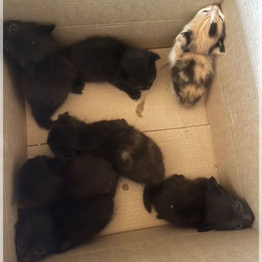 Сиамский котёнок