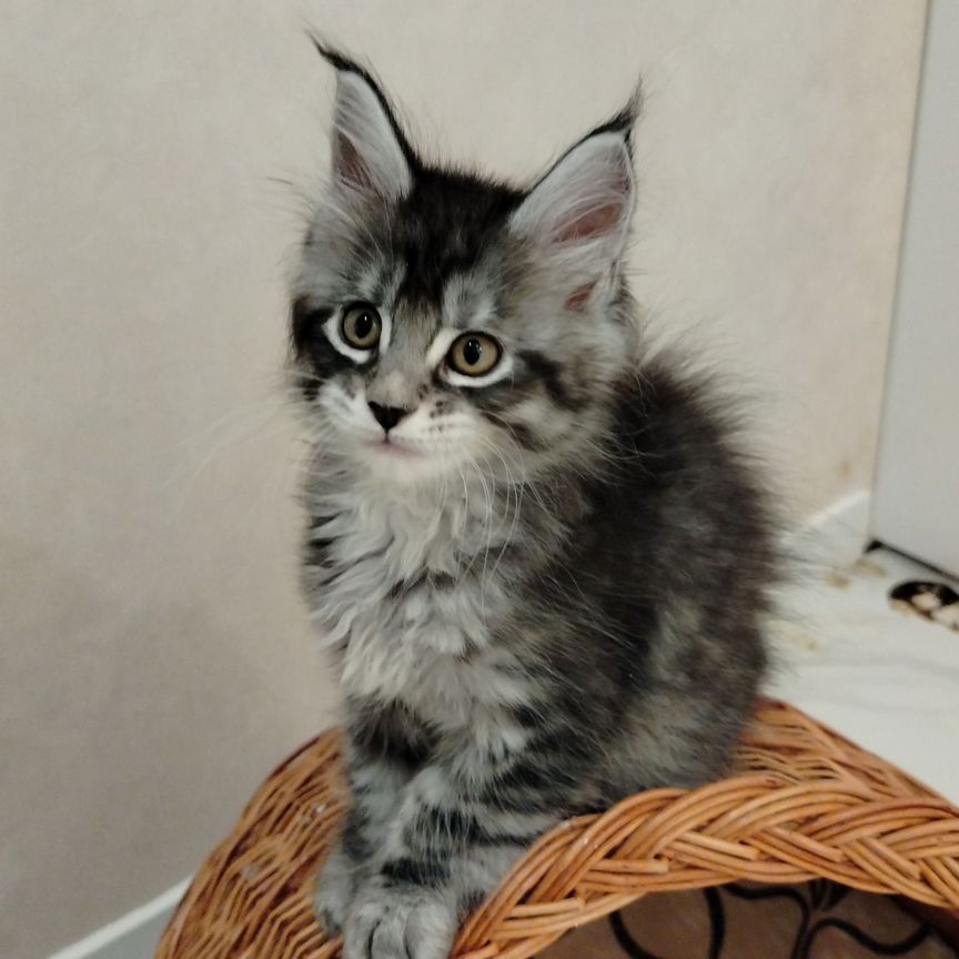 Мейн-кун котёнок