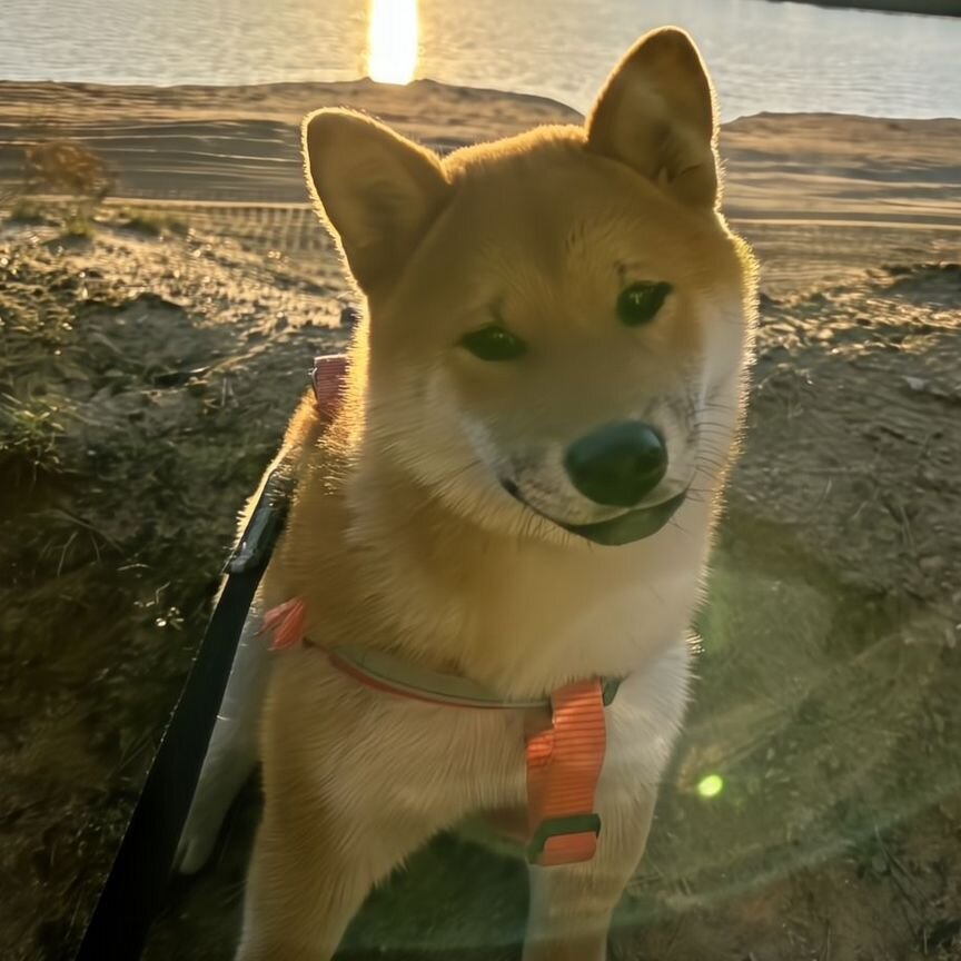 Сиба-ину, щенок