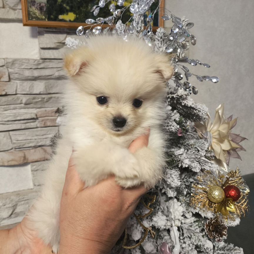 Померанский шпиц