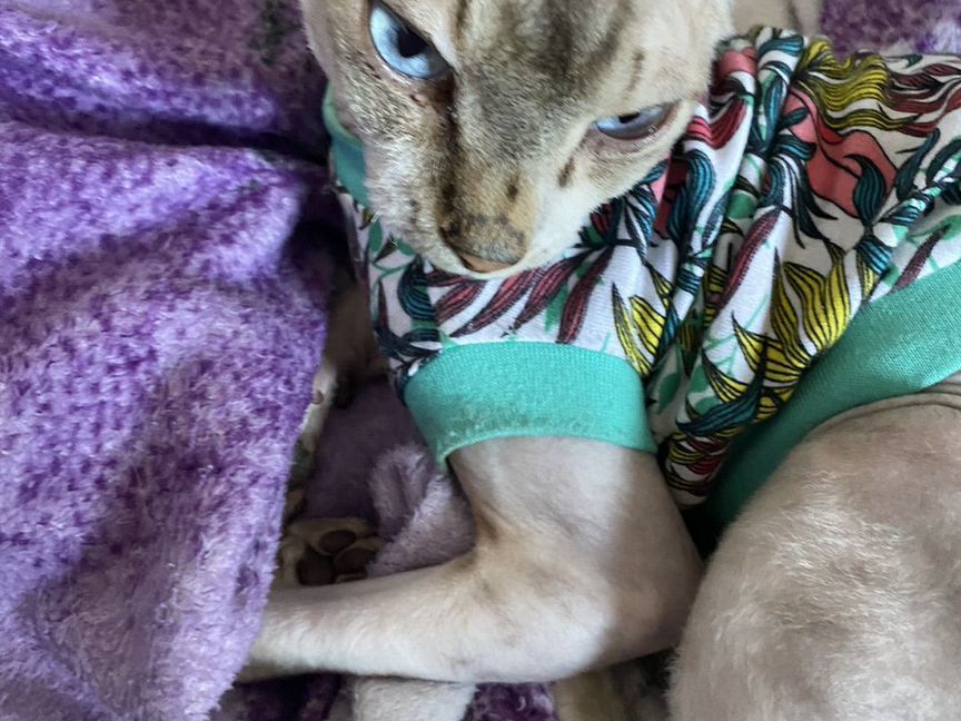 Кот сфинкс