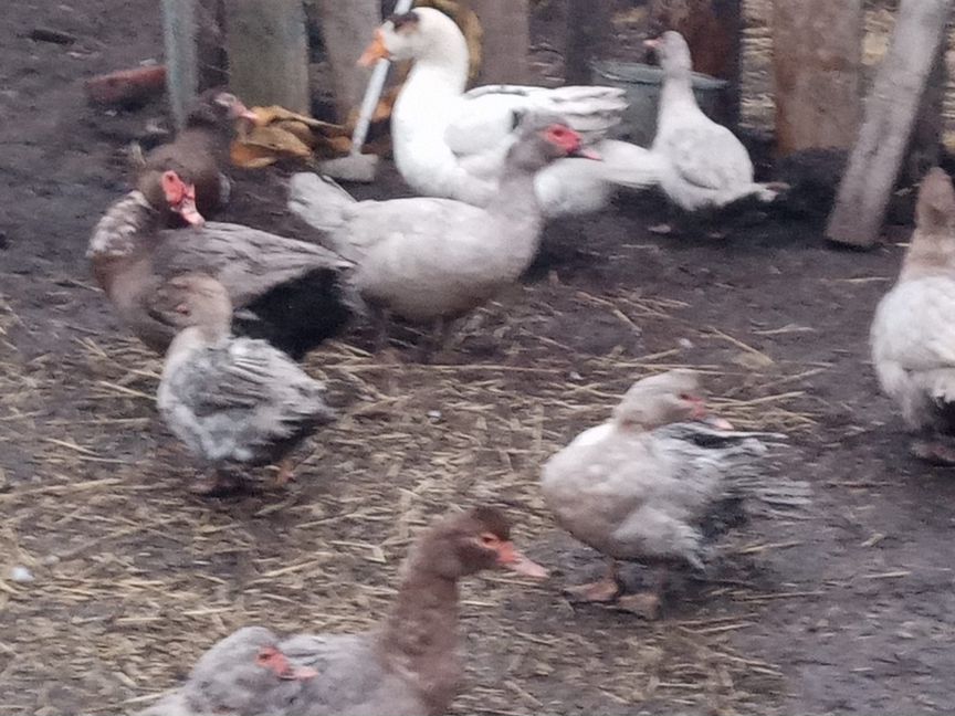 Мускусные утки голубые серебристого окраса