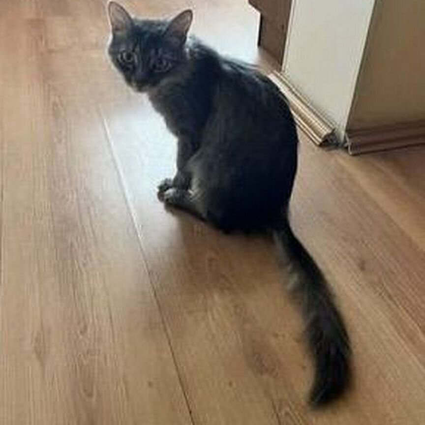 Котики маленькие бесплатно