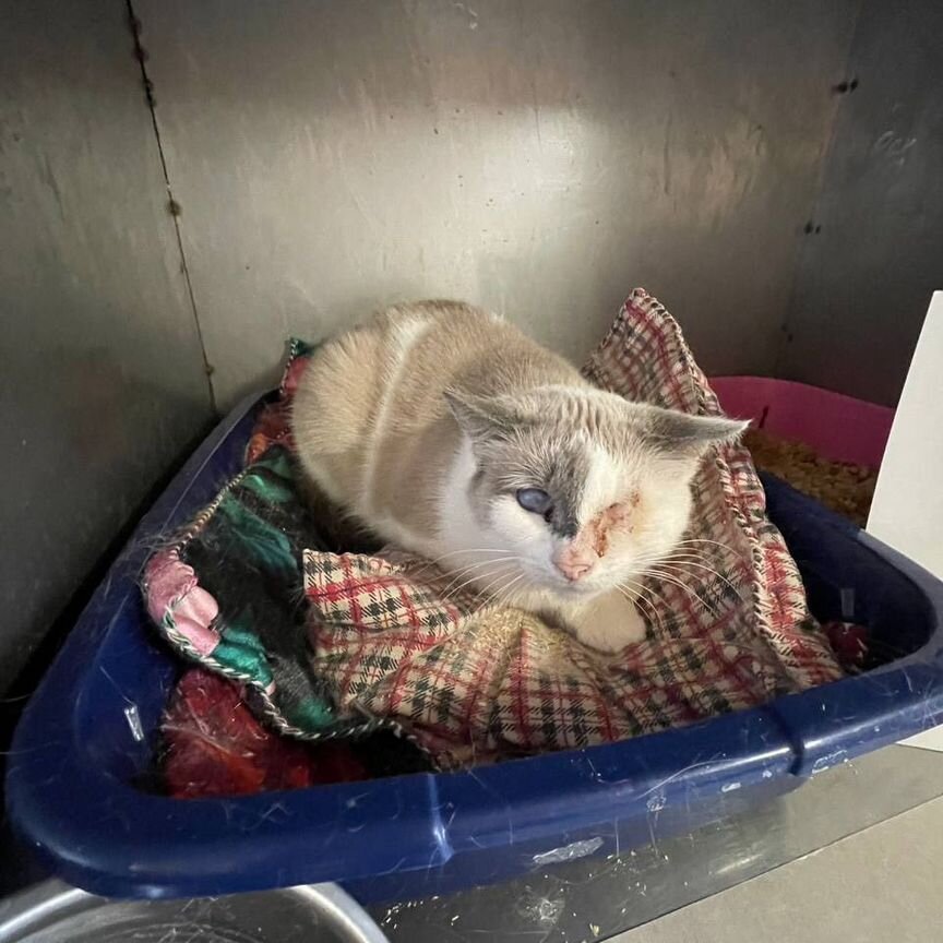 Взрослая, Девочка кошка в добрые руки