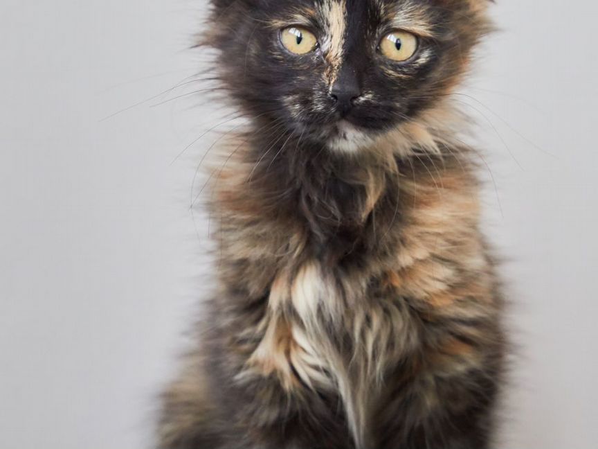 Красотка Холли ищет дом