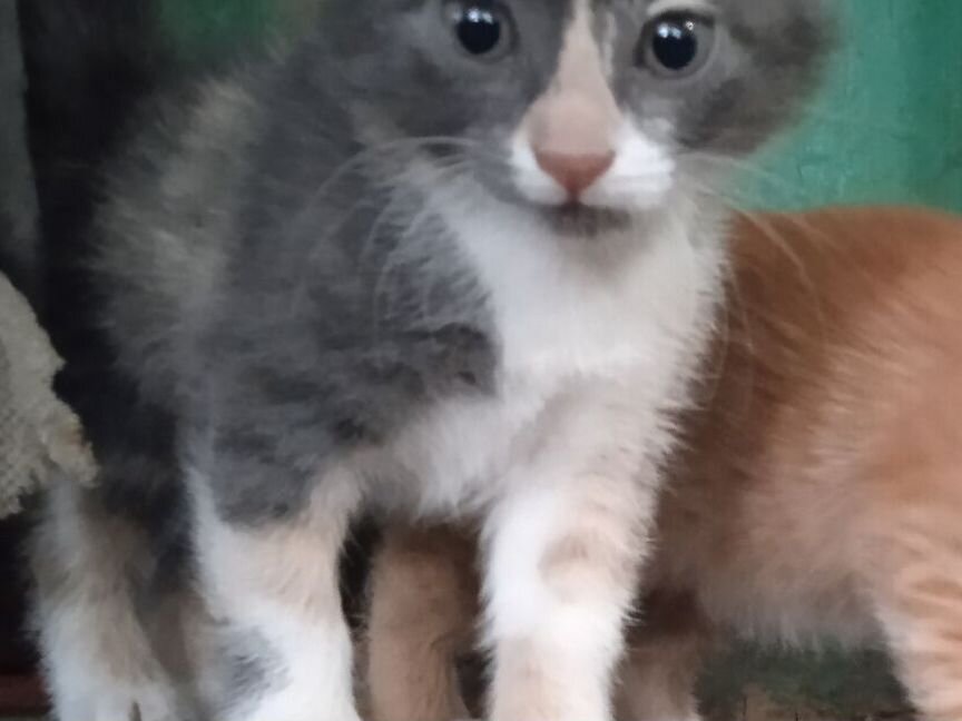 Кошка