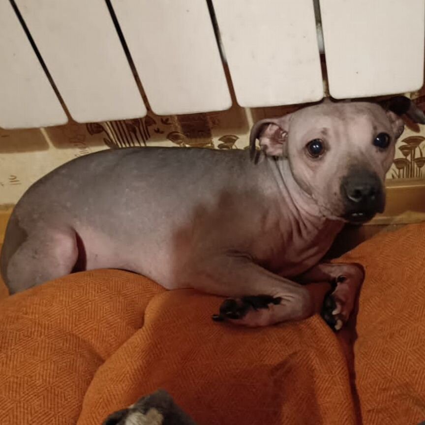 Американский голый терьер, щенок