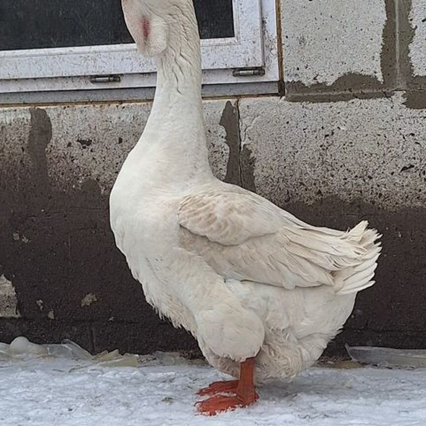 Холмогорские гусаки