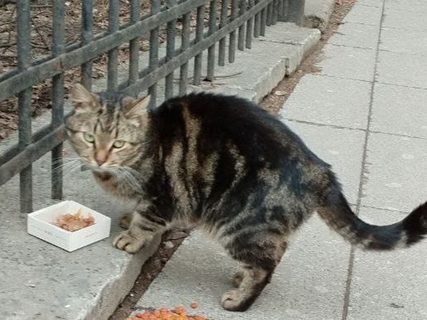 Котёнок, подросток, в добрые руки