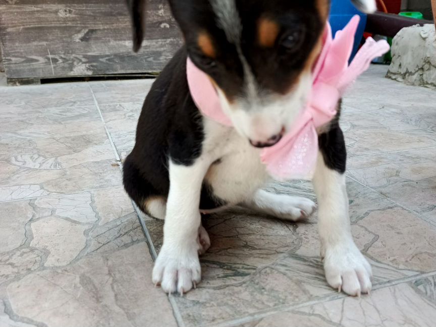 Собака в добрые руки отдам бесплатно