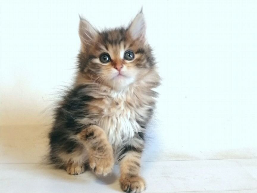 Курильский бобтейл