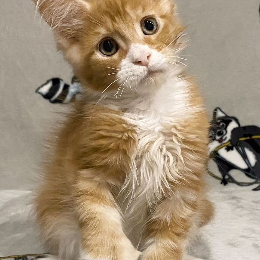 Котик полидакт