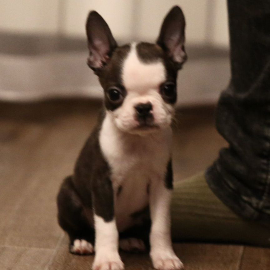 Бостон-терьер, щенок