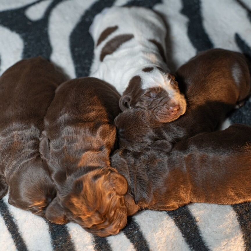 Русский спаниель щенки