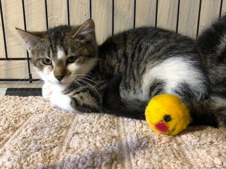 Котенок девочка в добрые руки