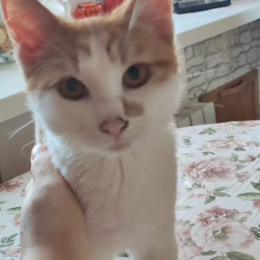 Котенок мальчик