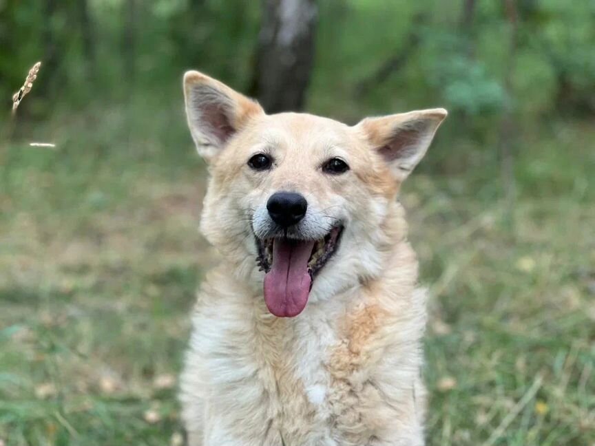 Собака из приюта в добрые руки бесплатно